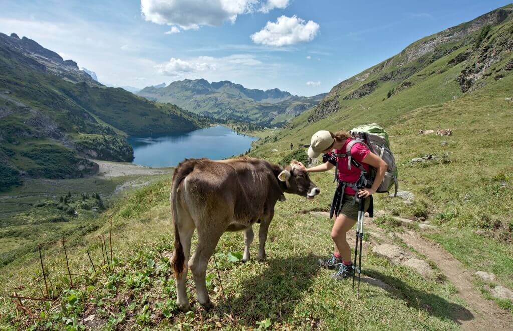Hiking the swiss Via Alpina: all you need to know before you leave
