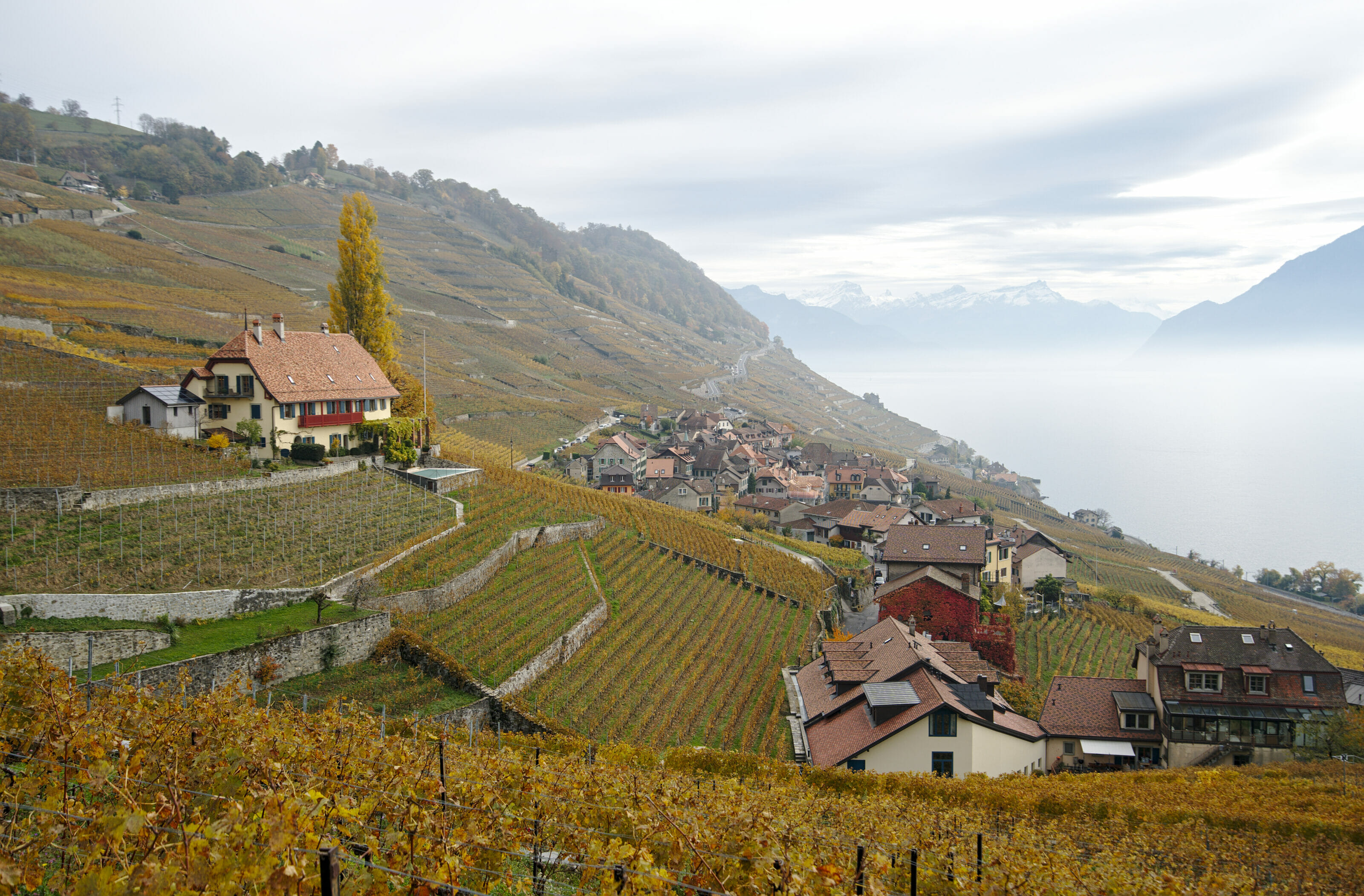 région du lac leman : promenade dans le Lavaux et ses vignes