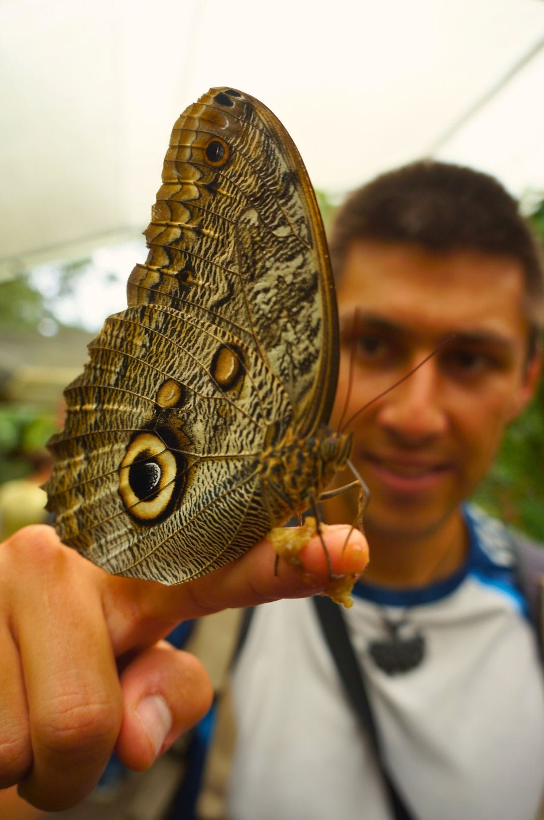 Mindo: The best place in Ecuador to see butterflies and waterfalls