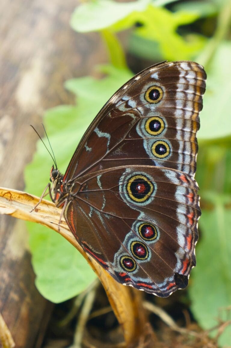 Mindo: The best place in Ecuador to see butterflies and waterfalls