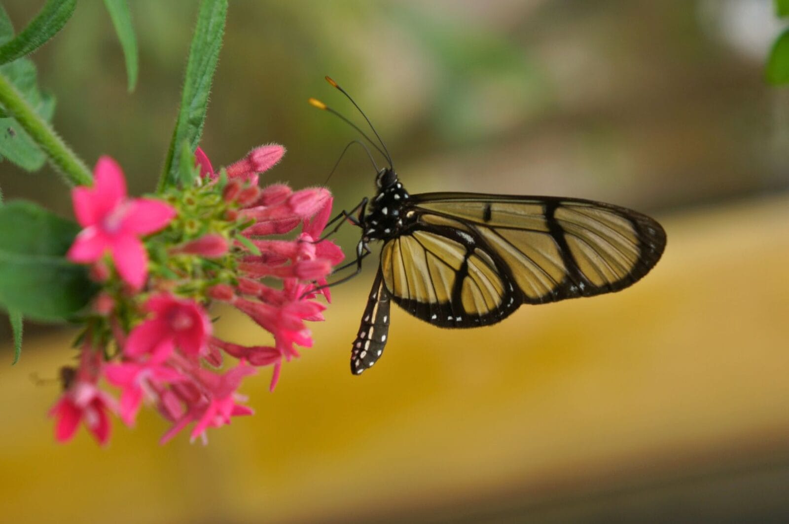Mindo: The best place in Ecuador to see butterflies and waterfalls