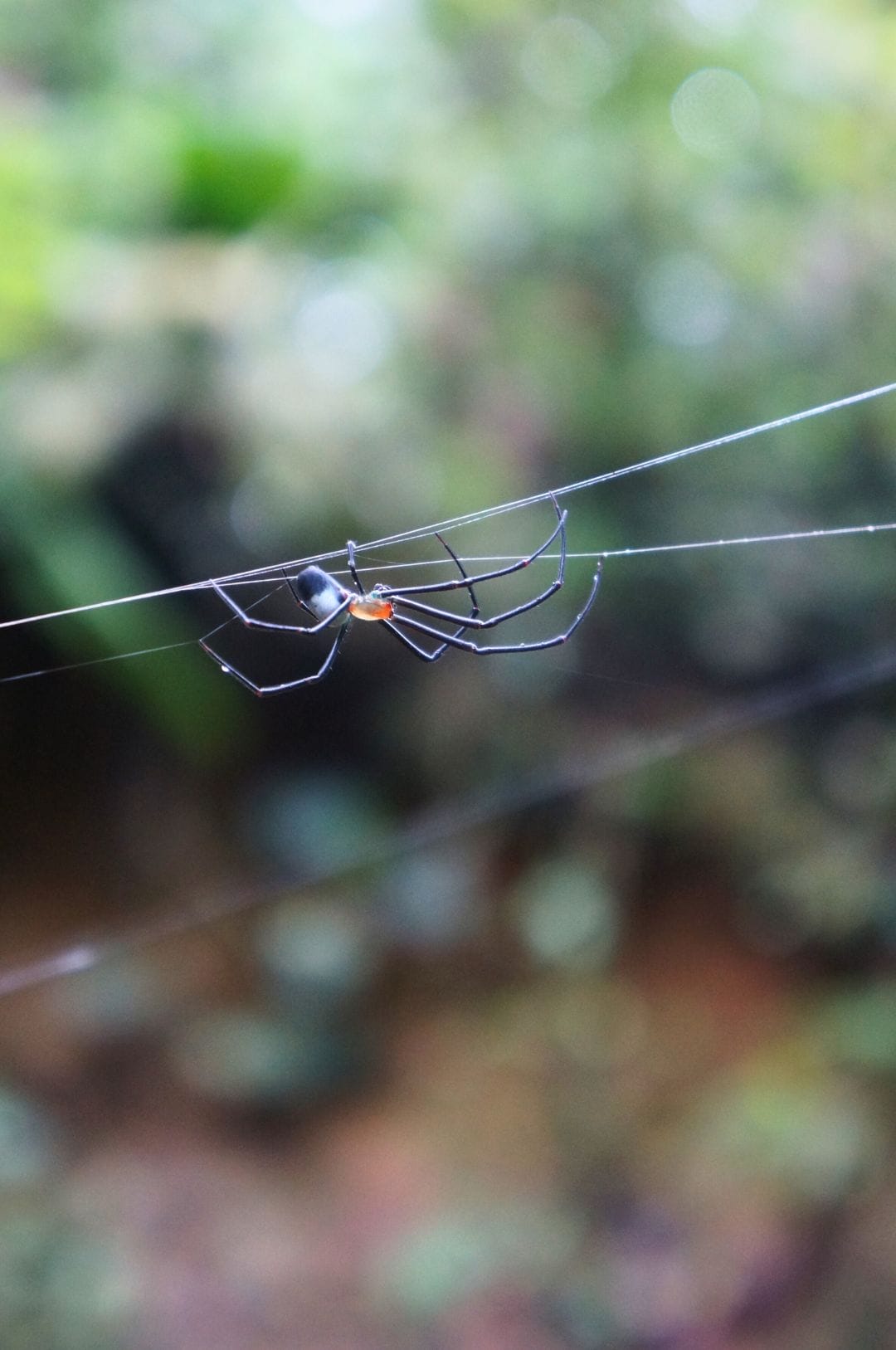 The Amazon: an unforgettable journey in Ecuador's rainforest!