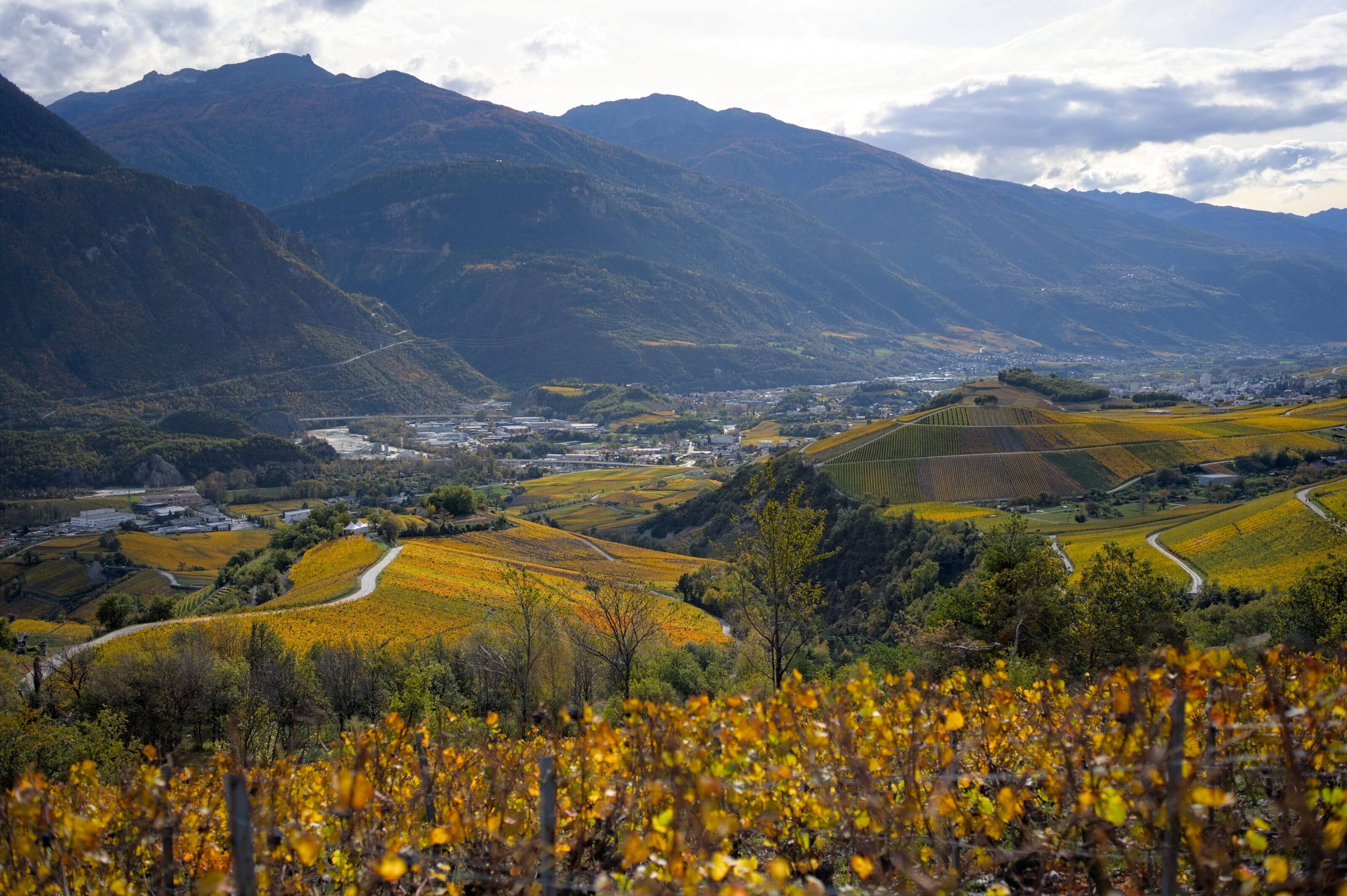 Wine hike in Valais : discover Salgesch