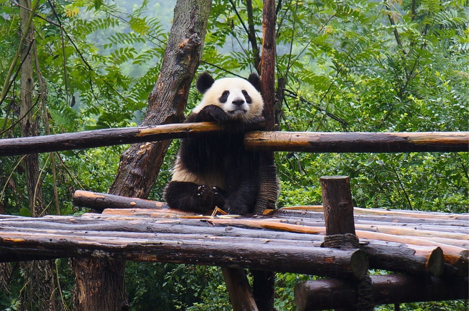 Visiting Chengdu: our travel guide to see pandas and much more!