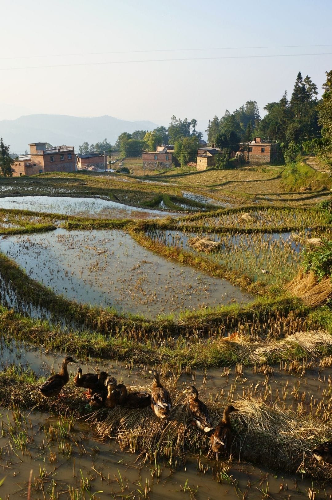 Yuanyang rice terraces in Yunnan: our comprehensive travel guide!